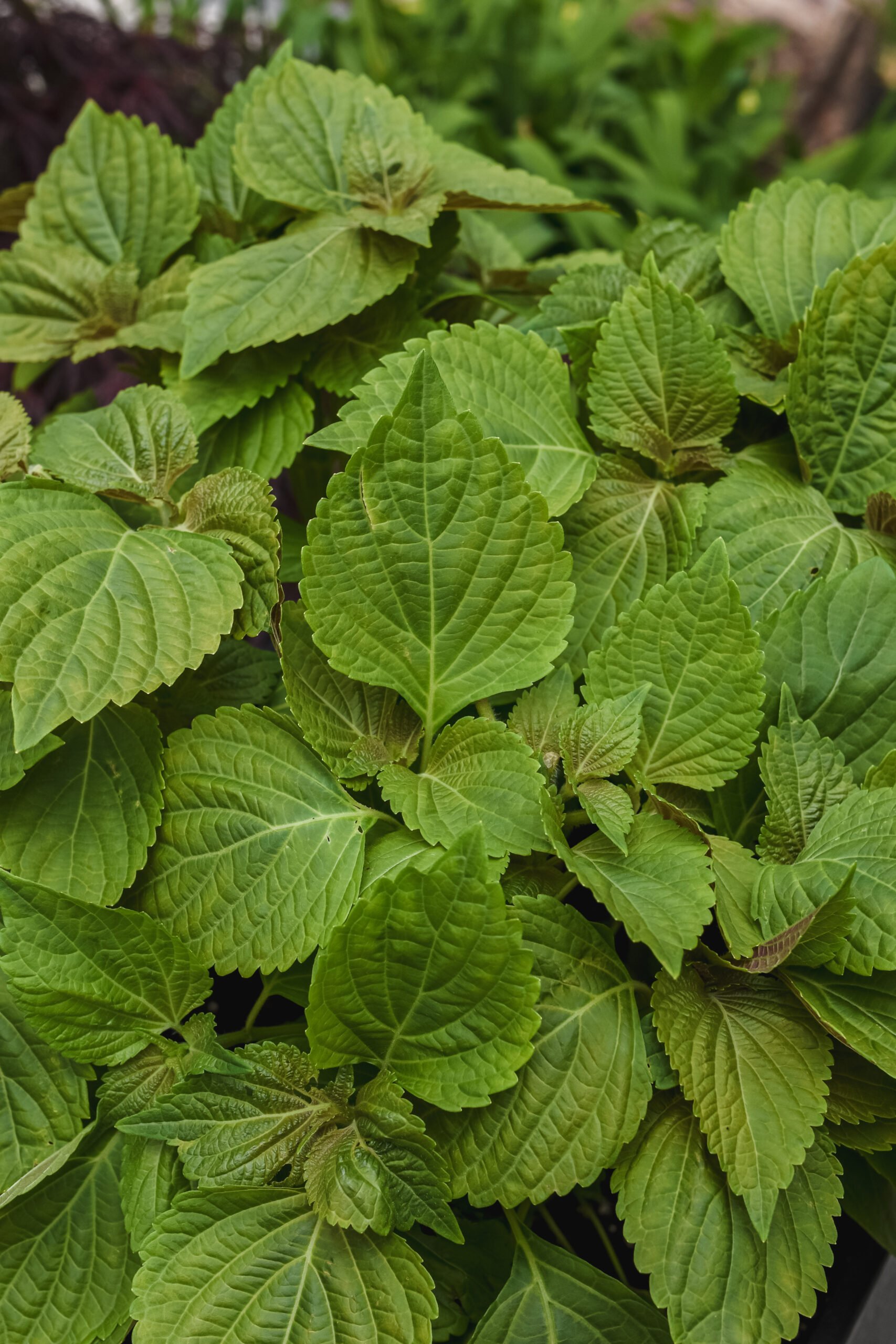 Marinated Korean Perilla Leaves (Kkaennip) | The Subversive Table